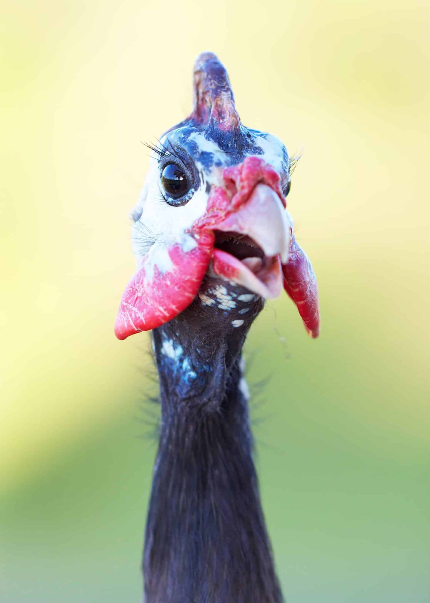 Guinea Fowl: Everything You Need to Know About These Unique Birds ...