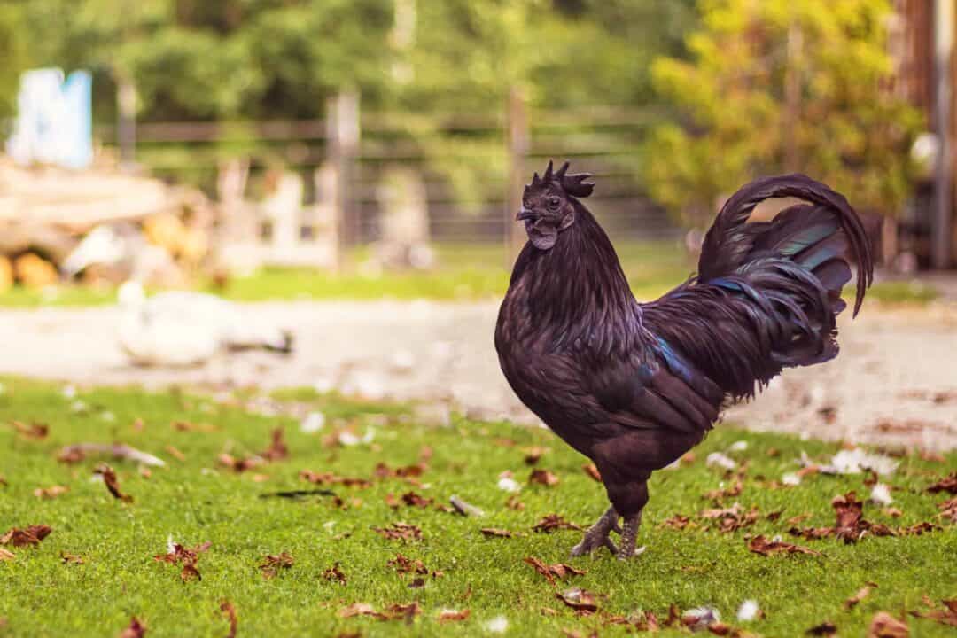 Ayam Cemani: Everything You Need To Know About This Rare and Mysterious ...