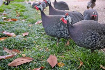Guinea Fowl: Everything You Need to Know About These Unique Birds ...