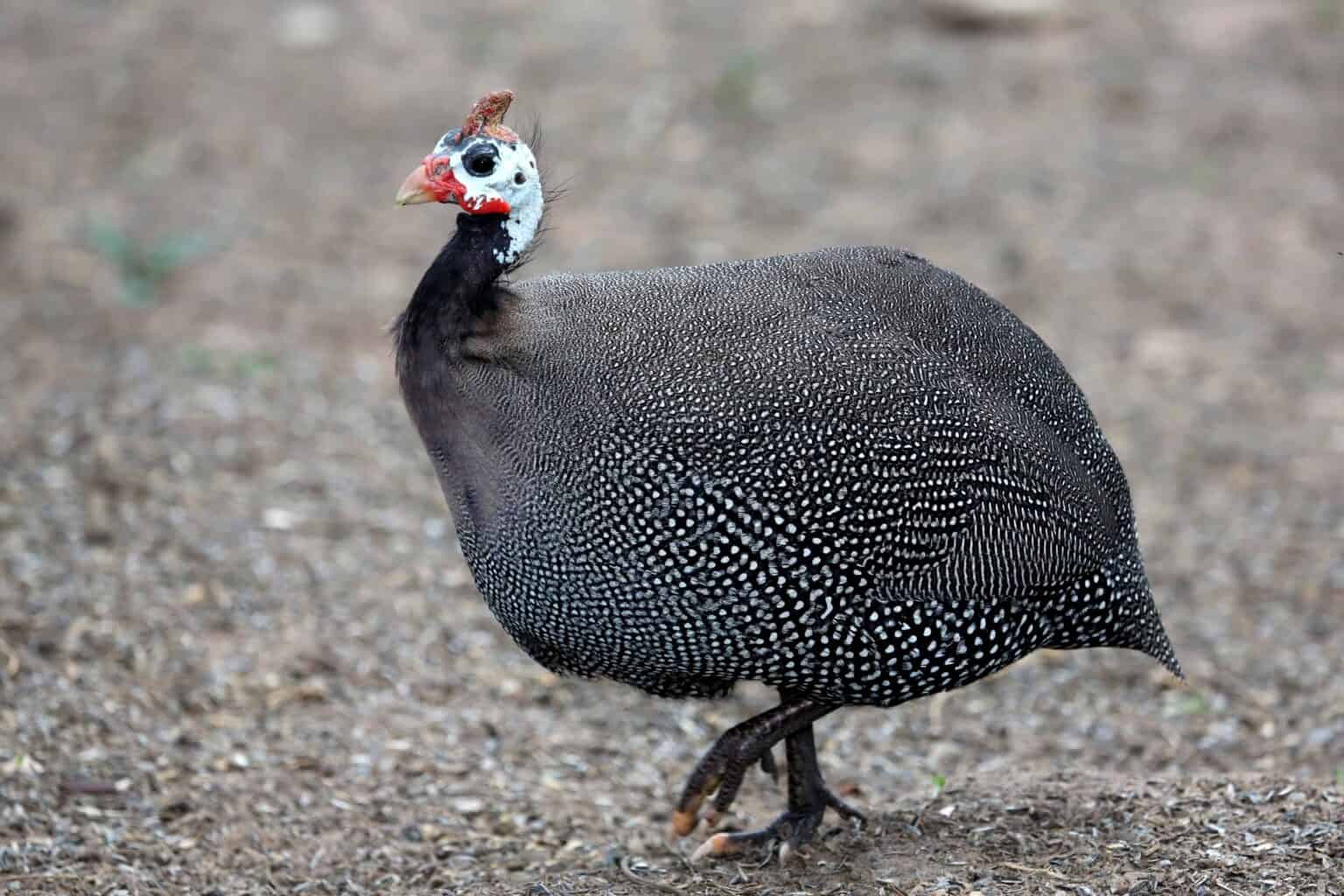 Guinea Fowl: Everything You Need to Know About These Unique Birds ...