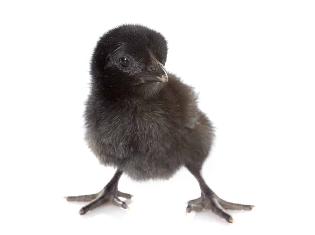 Ayam Cemani: Everything You Need To Know About This Rare and Mysterious ...
