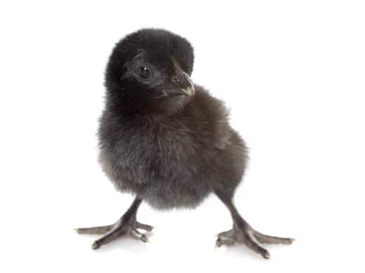 Ayam Cemani: Everything You Need To Know About This Rare and Mysterious ...