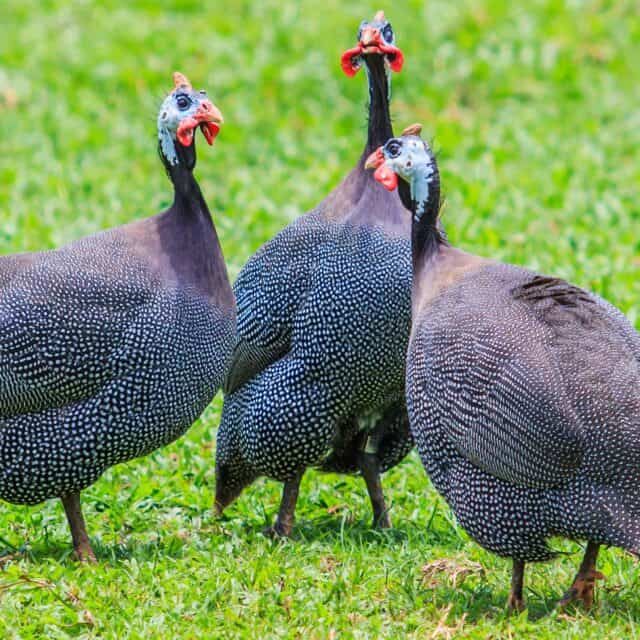 Guinea Fowl: Everything You Need To Know About These Unique Birds ...