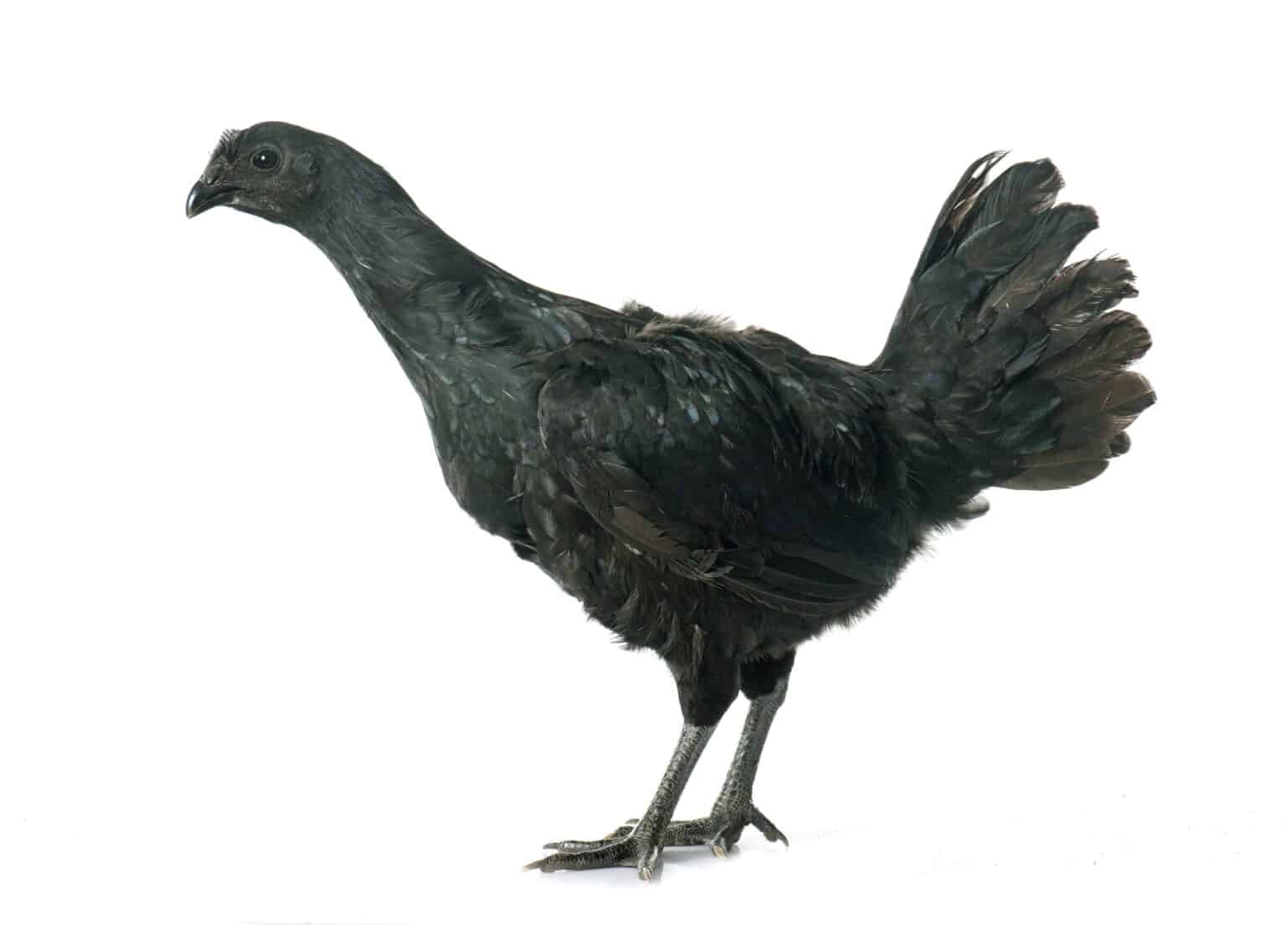 Ayam Cemani: Everything You Need To Know About This Rare and Mysterious ...