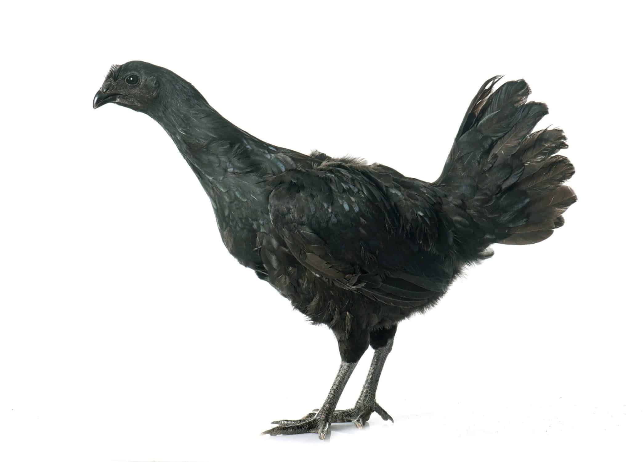Ayam Cemani: Everything You Need To Know About This Rare and Mysterious ...