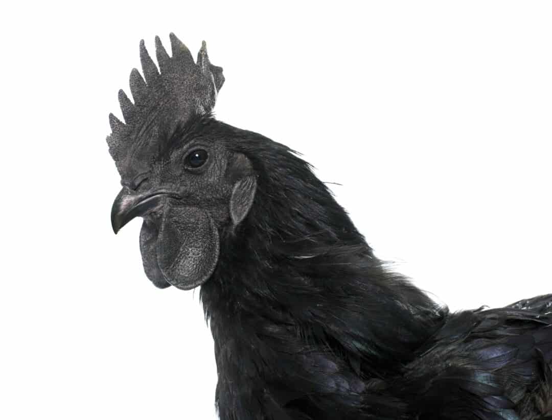 Ayam Cemani: Everything You Need To Know About This Rare and Mysterious ...