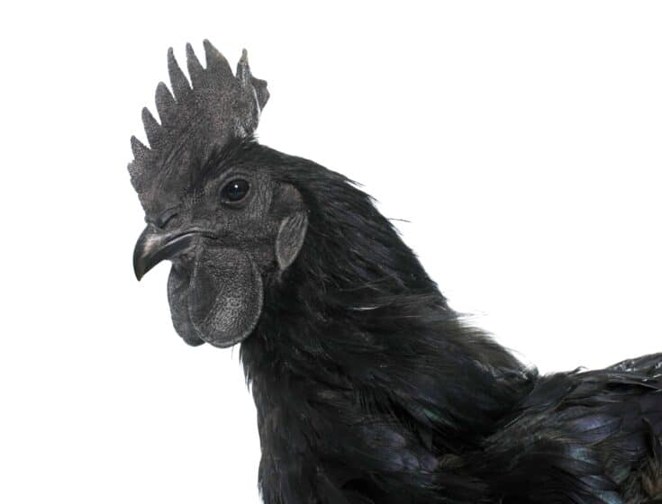 Ayam Cemani: Everything You Need To Know About This Rare and Mysterious ...