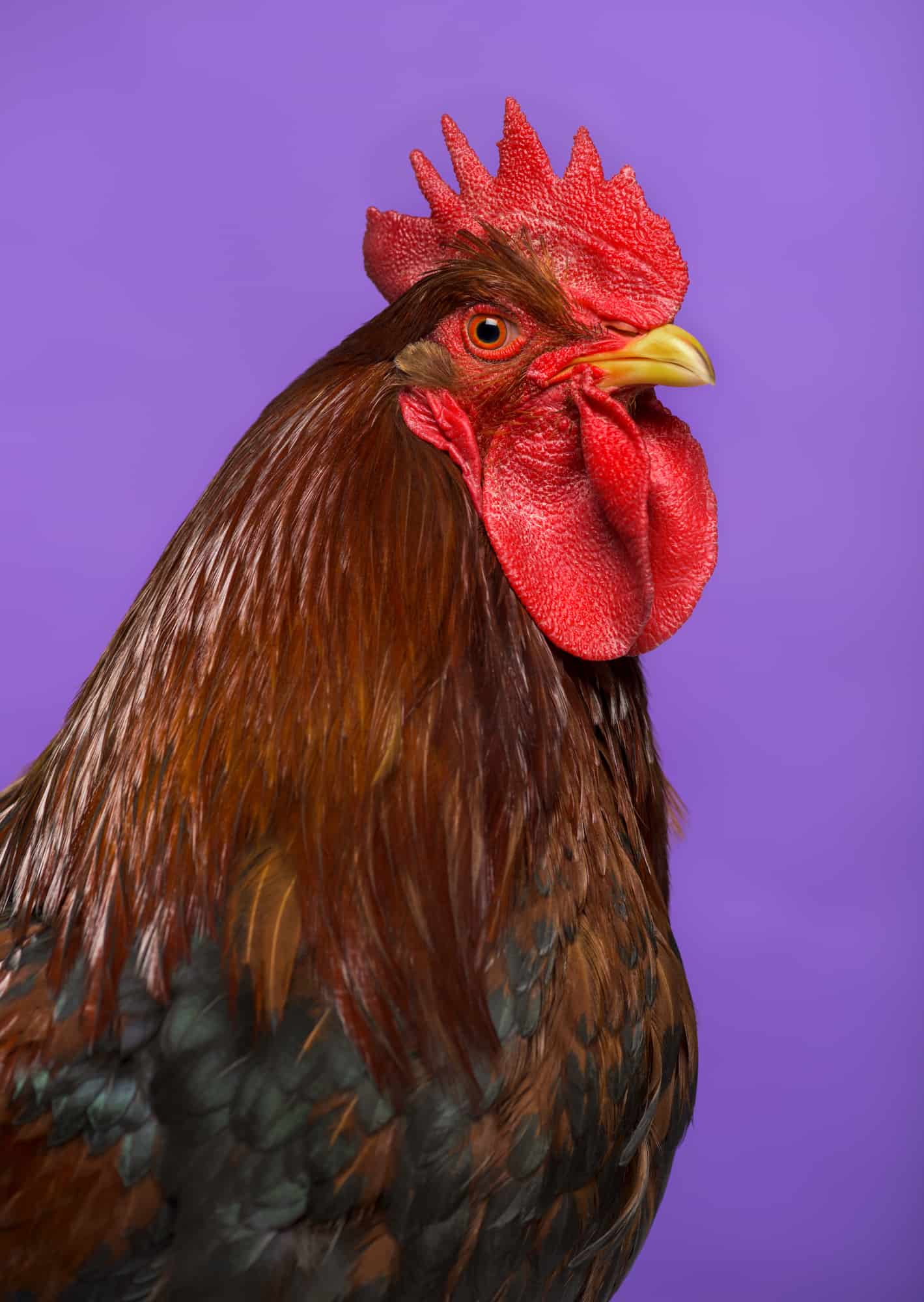 Welsummer Chickens: The Ultimate Guide To A Favorite Of British Royalty ...