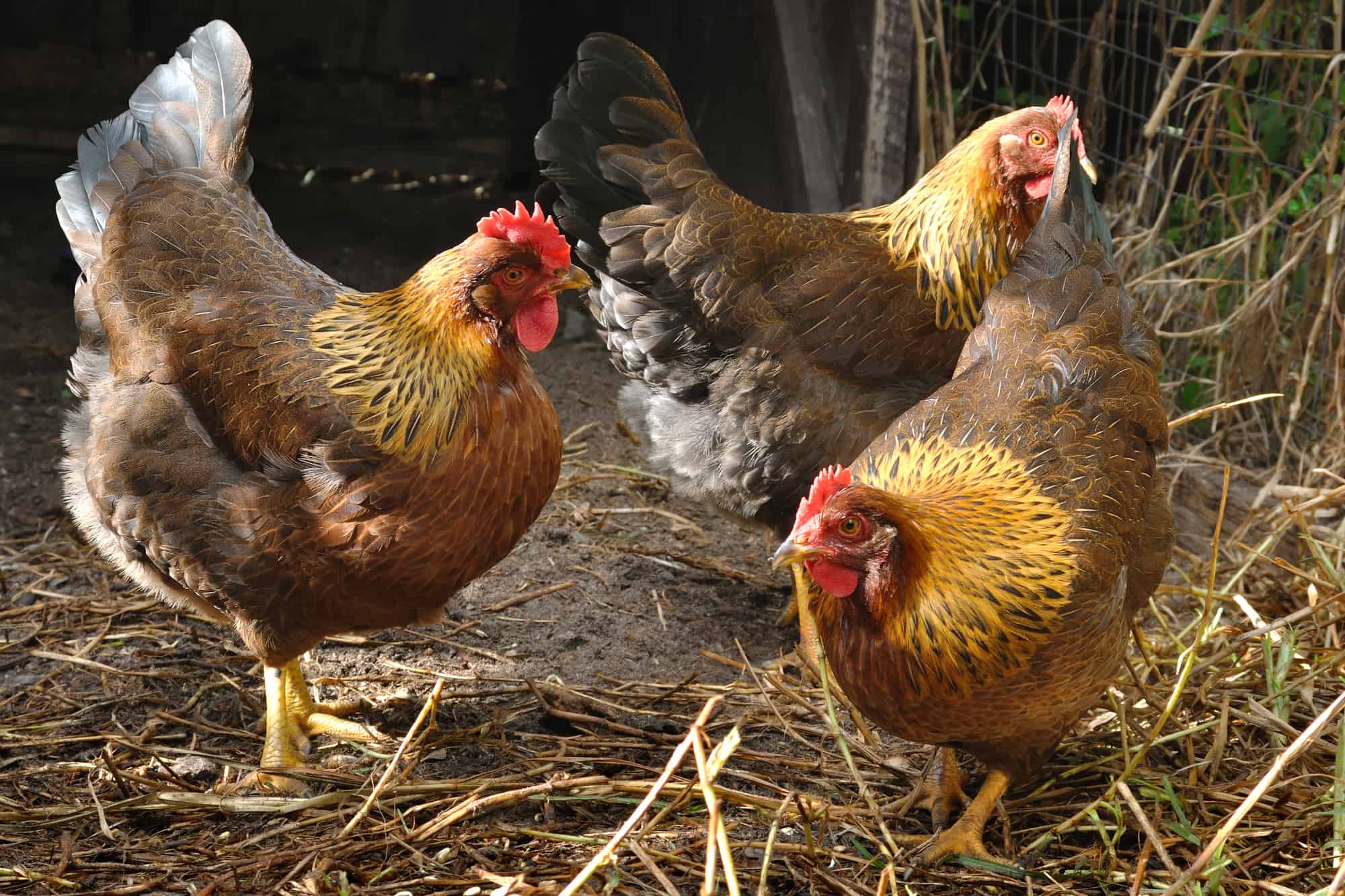Welsummer Chickens: The Ultimate Guide To A Favorite Of British Royalty ...