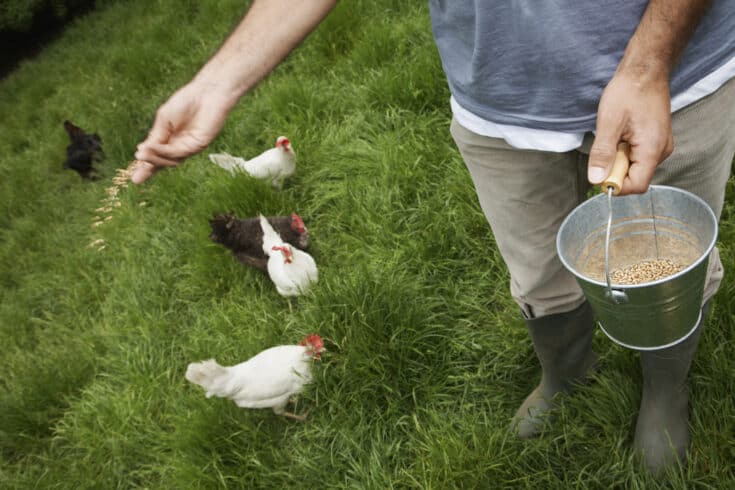 What Do Chickens Eat? A Complete Guide To Feeding Poultry - Heritage ...