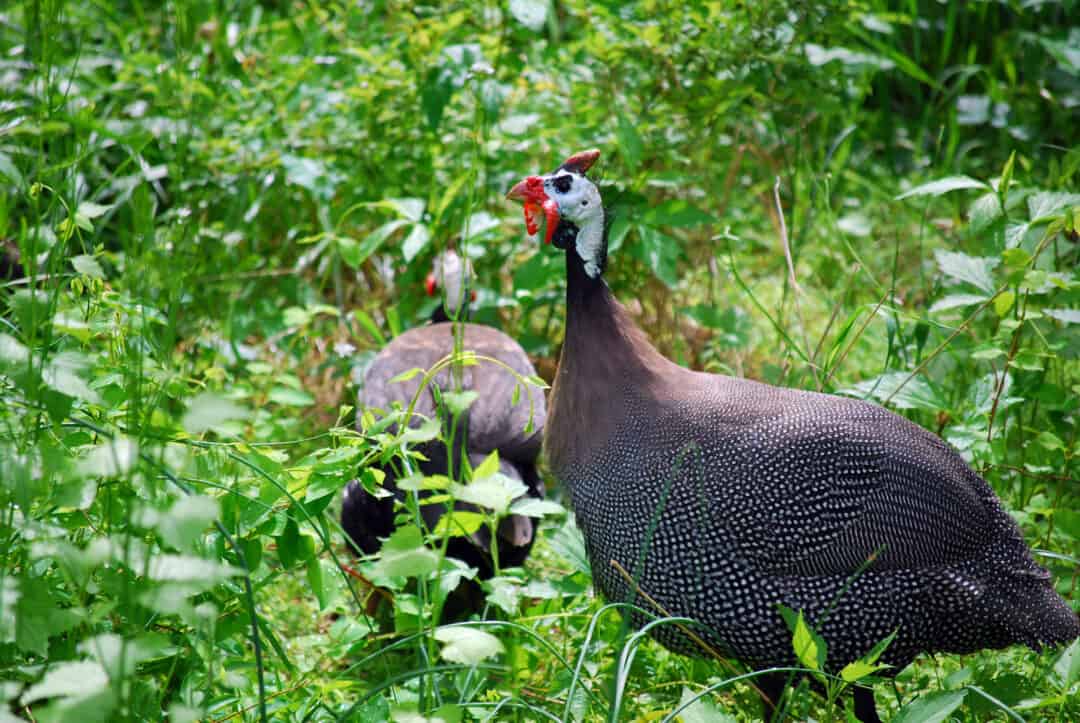 Raising Guinea Fowl: Your Comprehensive Guide For Success - Heritage ...