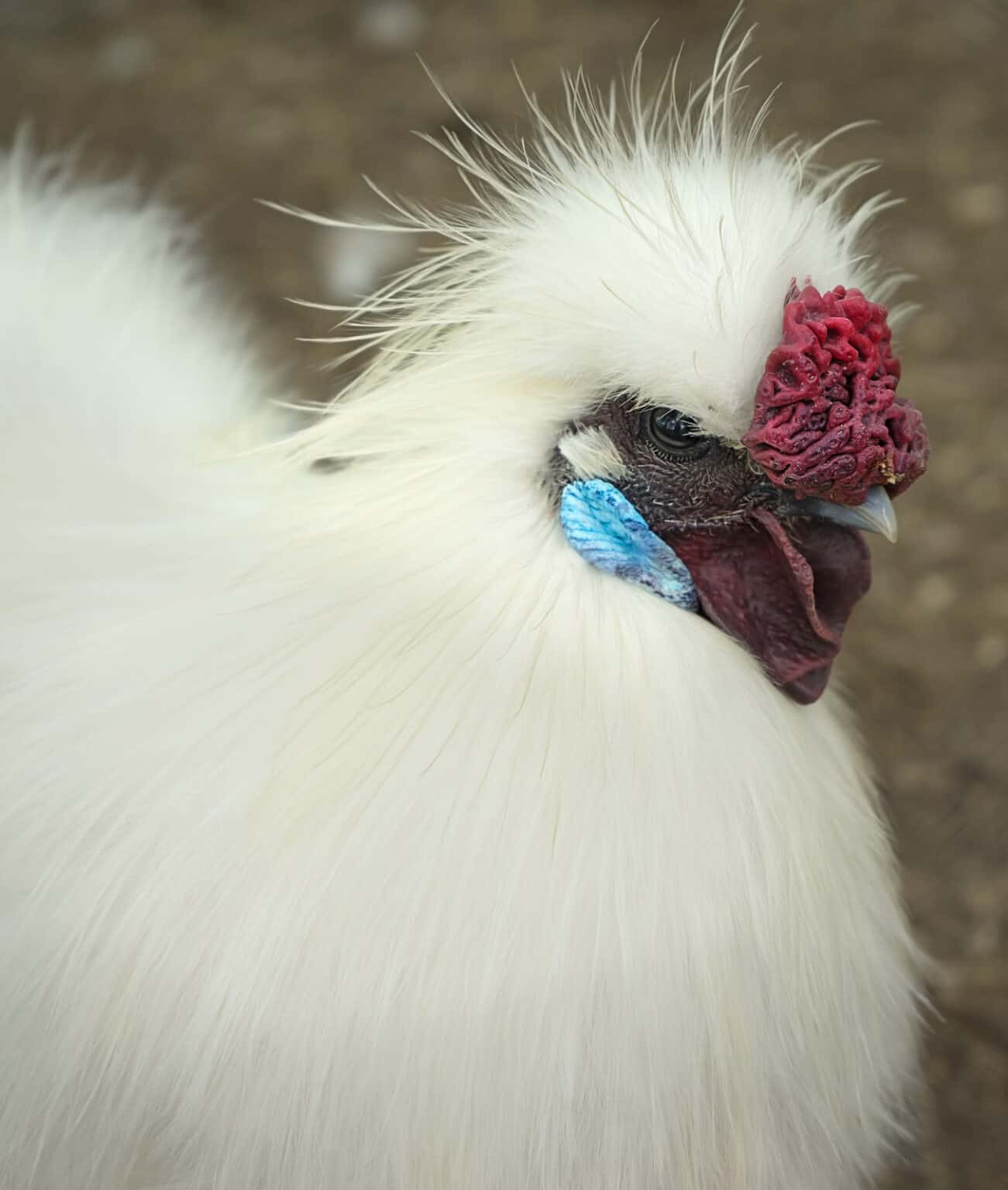 Silkie Chicken: The Ultimate Guide - Heritage Acres Market LLC