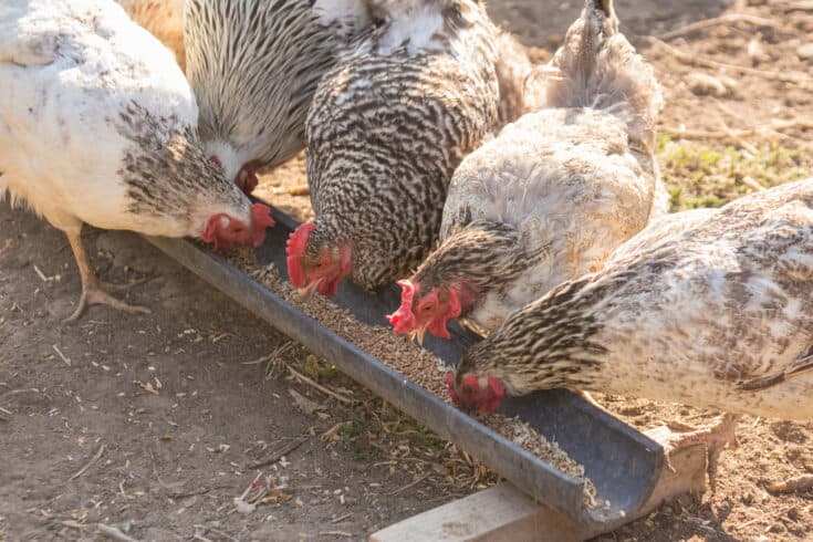 What Do Chickens Eat? A Complete Guide To Feeding Poultry - Heritage ...