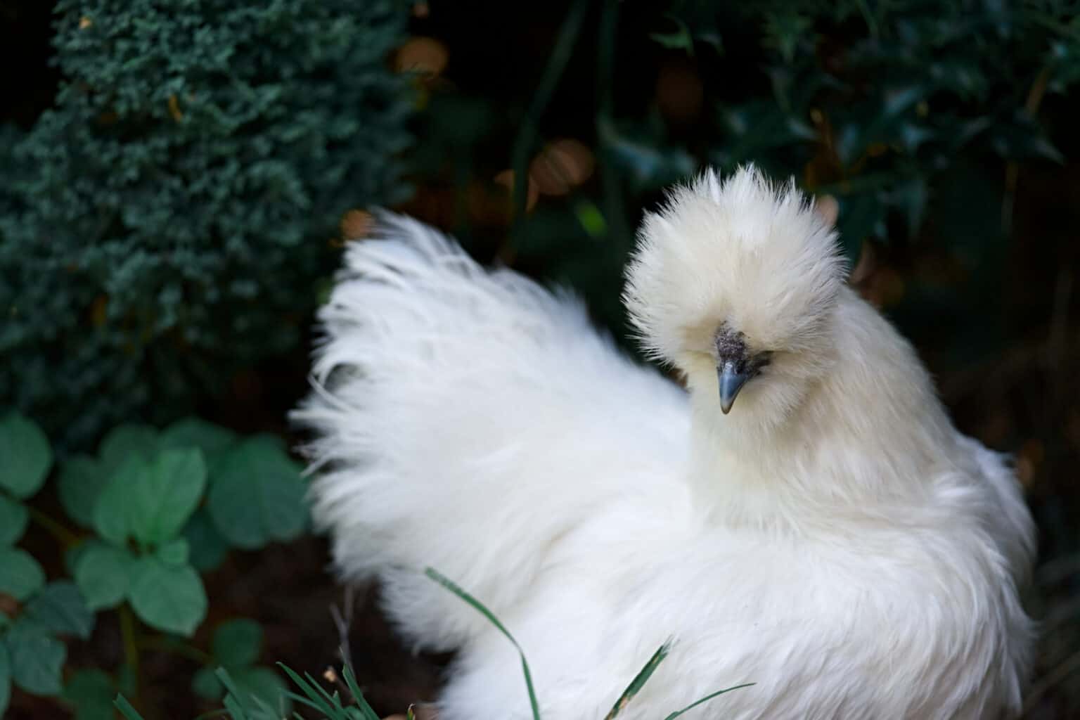 Silkie Chicken: The Ultimate Guide - Heritage Acres Market LLC