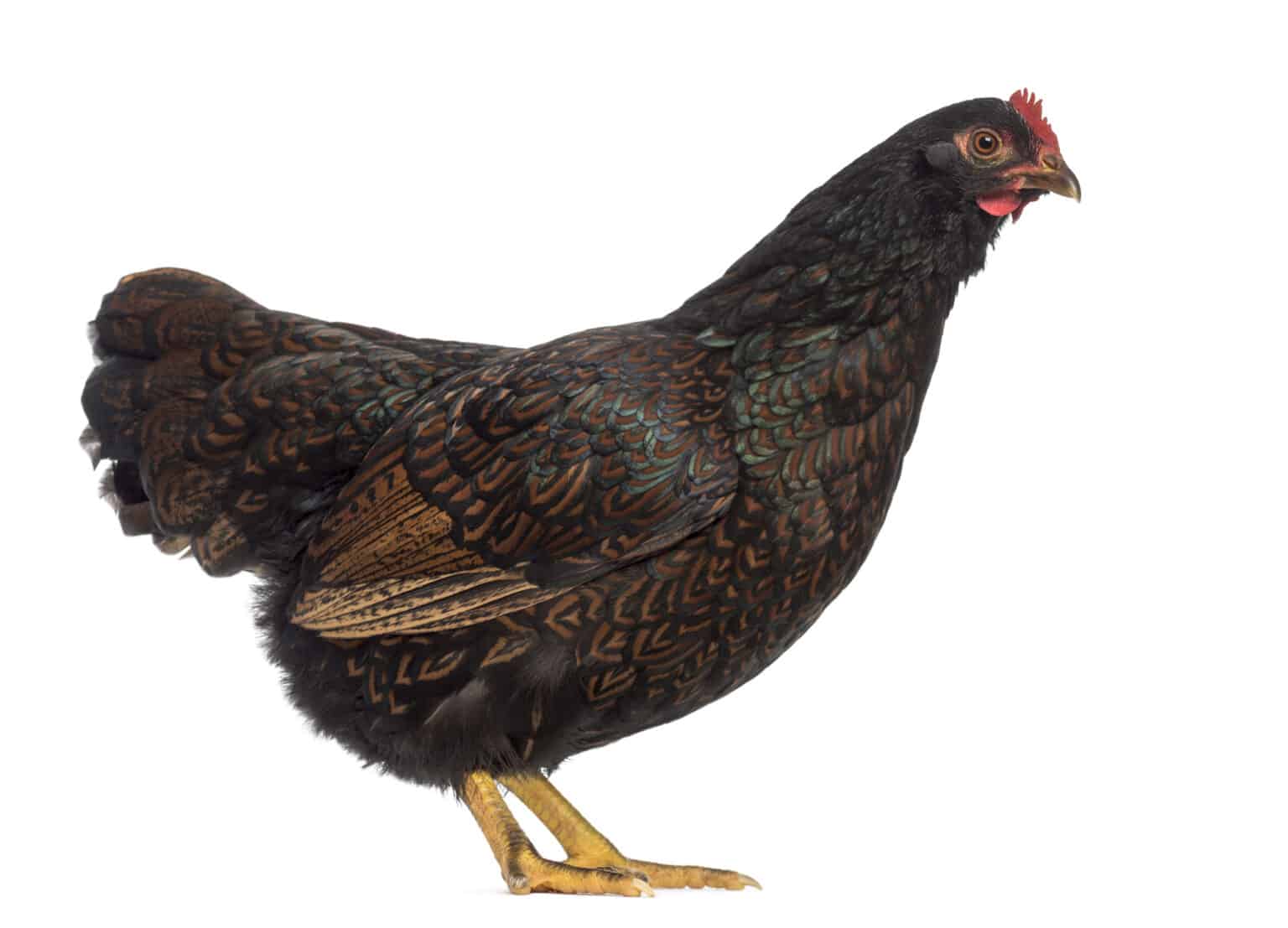 The Barnevelder Chicken: Striking Double Laced Feathers and a Friendly ...