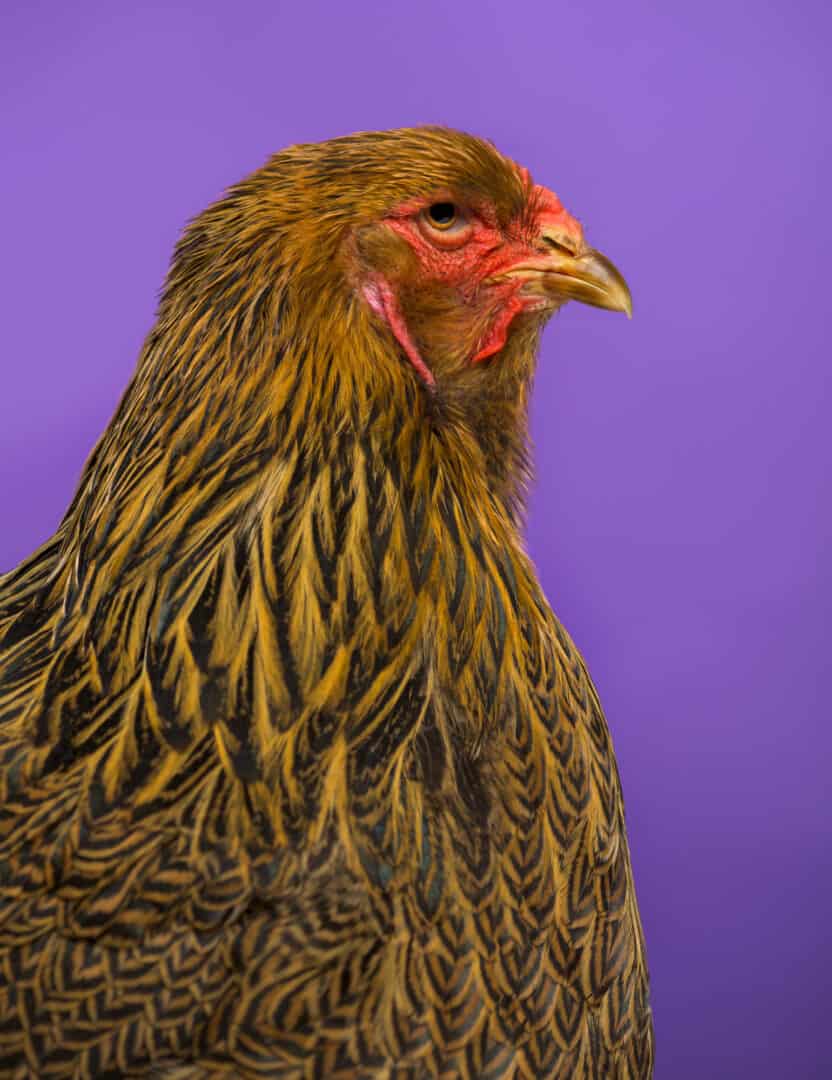 A Guide to Brahma Chickens: The King of Poultry - Heritage Acres Market LLC