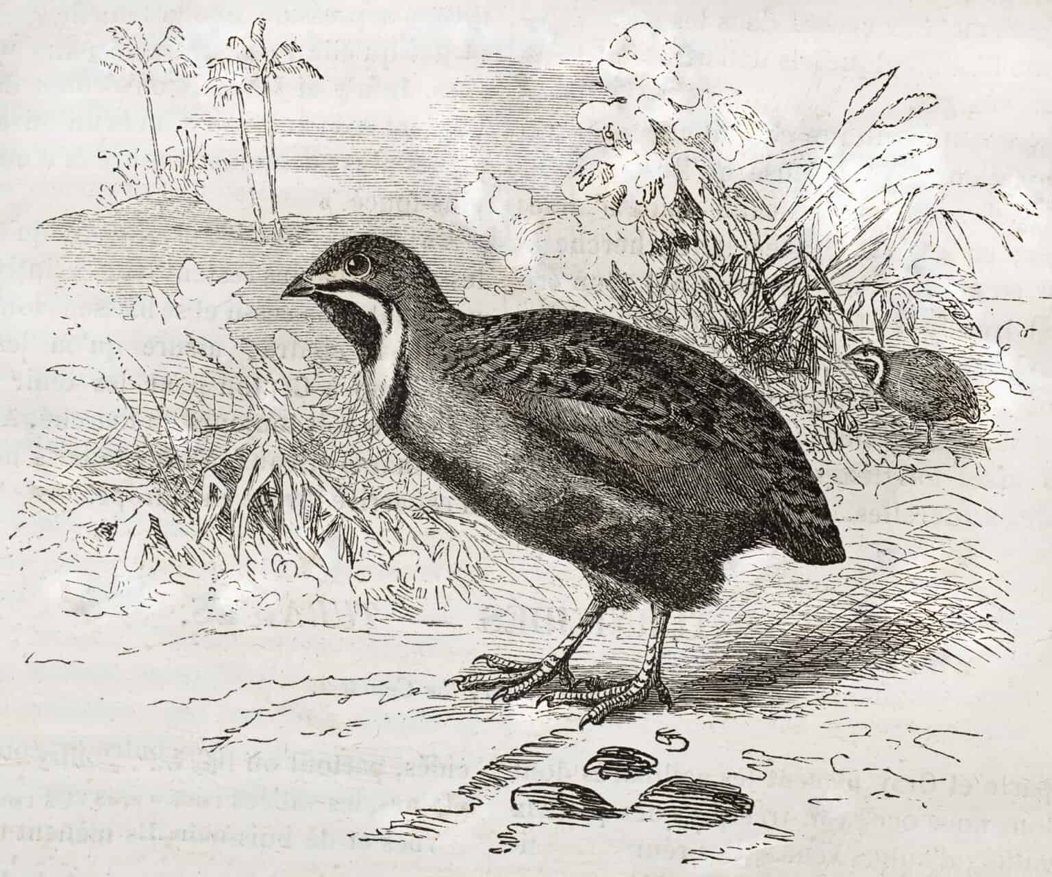 Button Quail: Chinese Blue Painted or King Quail - Heritage Acres ...