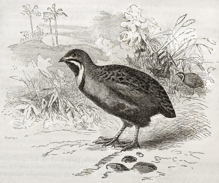 Button Quail: Chinese Blue Painted or King Quail - Heritage Acres ...