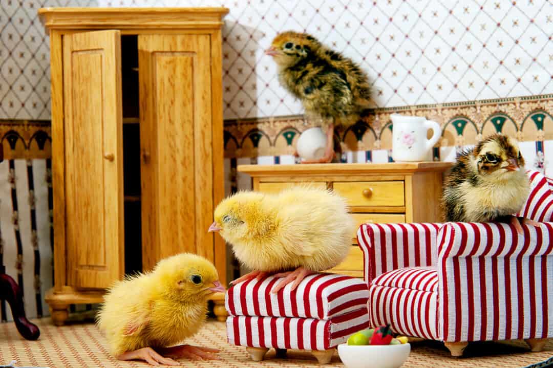 Button Quail: Chinese Blue Painted or King Quail - Heritage Acres ...