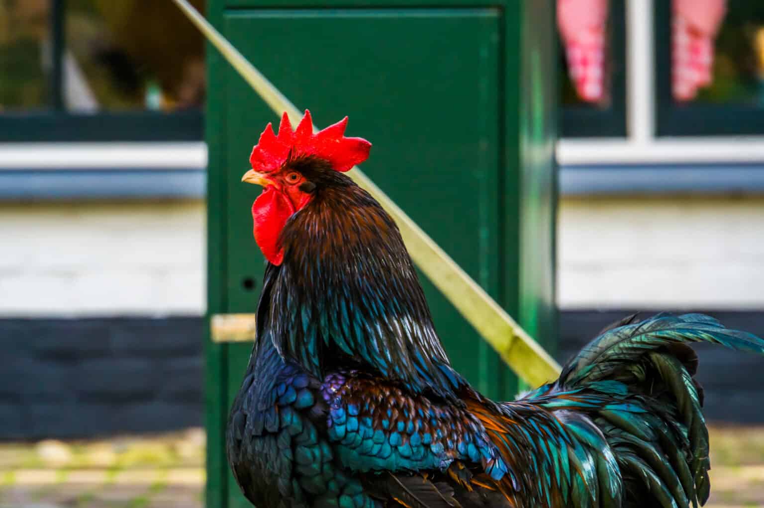 The Barnevelder Chicken: Striking Double Laced Feathers and a Friendly ...