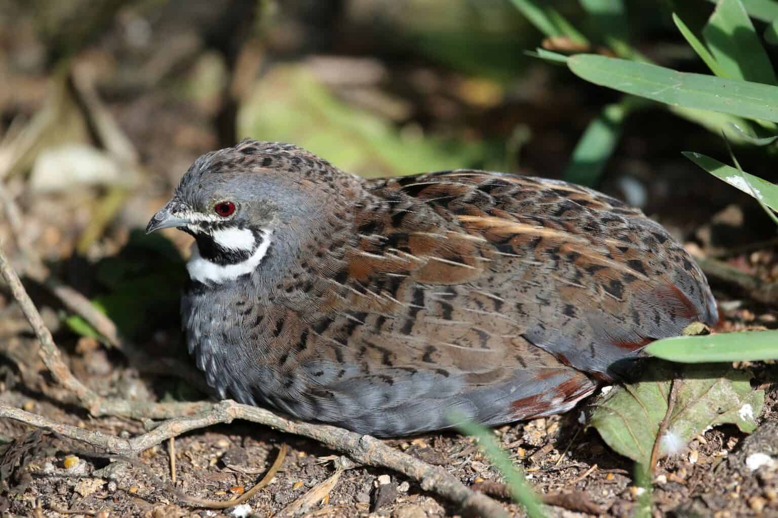 Button Quail: Chinese Blue Painted or King Quail - Heritage Acres ...