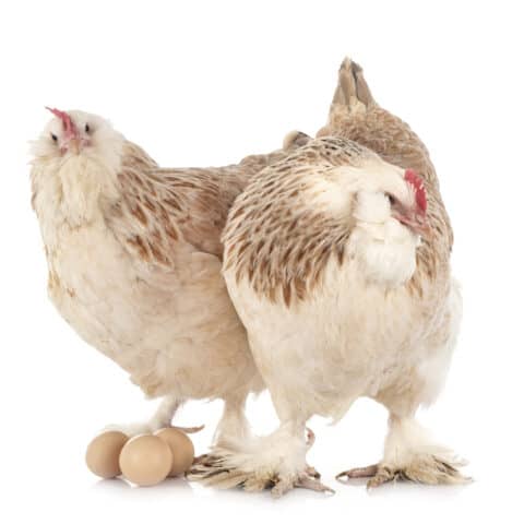 Chickens Archives - Heritage Acres Market LLC