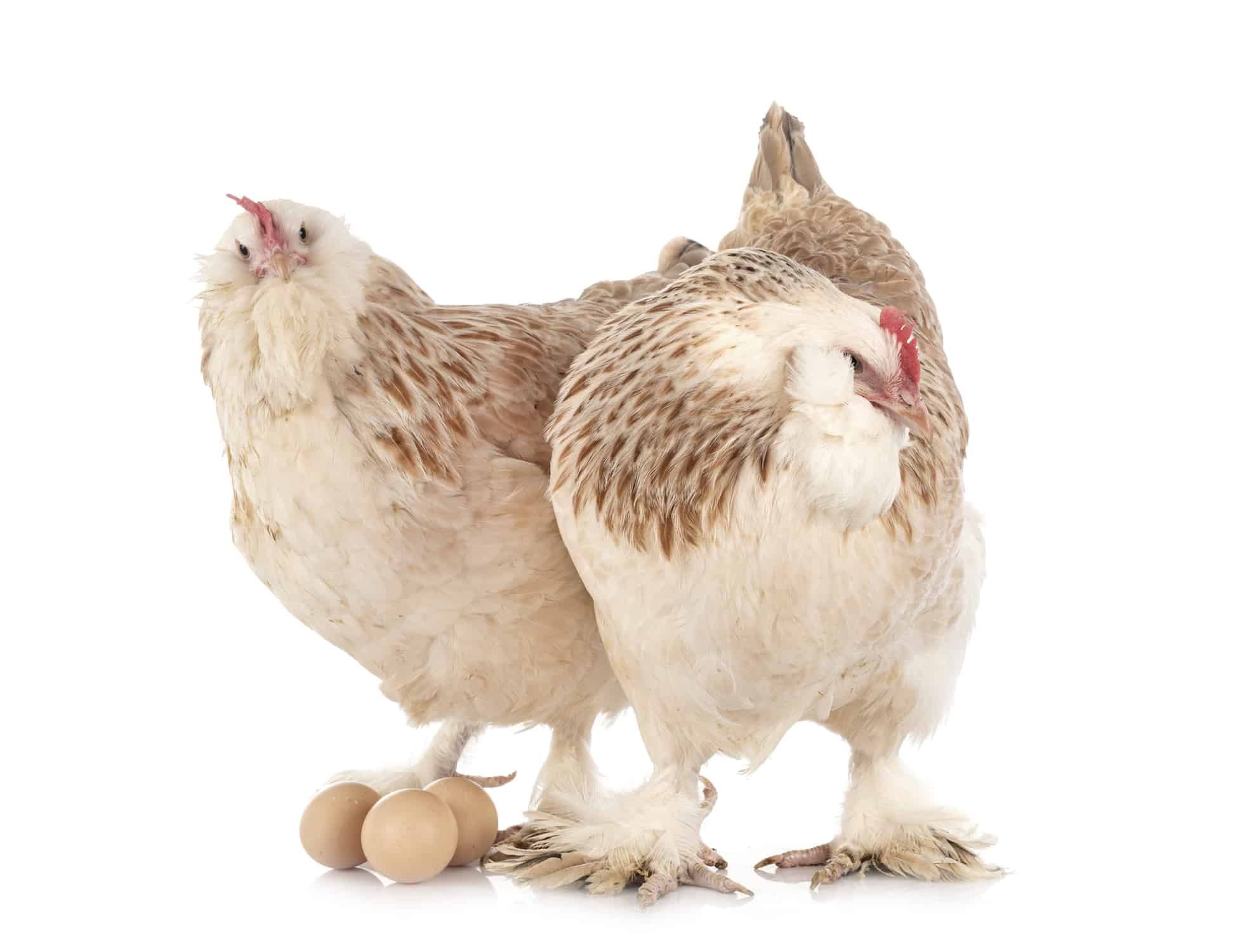 Chickens Archives - Heritage Acres Market LLC