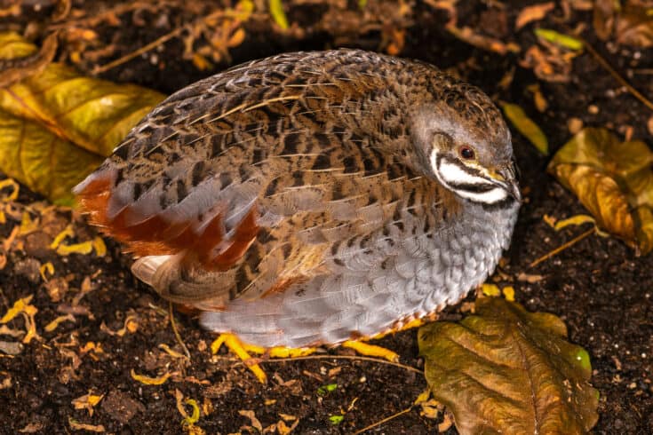 Button Quail: Chinese Blue Painted or King Quail - Heritage Acres ...