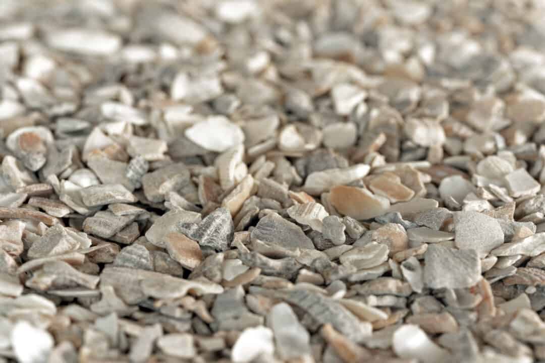 What Do Chickens Eat? A Complete Guide To Feeding Poultry - Heritage ...