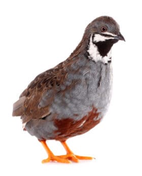 Button Quail: Chinese Blue Painted or King Quail - Heritage Acres ...