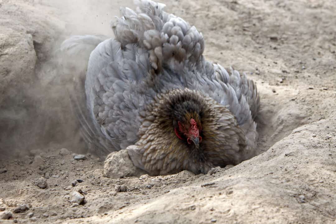 Sick Chicken Symptoms, Diseases & Treatments - Heritage Acres Market LLC