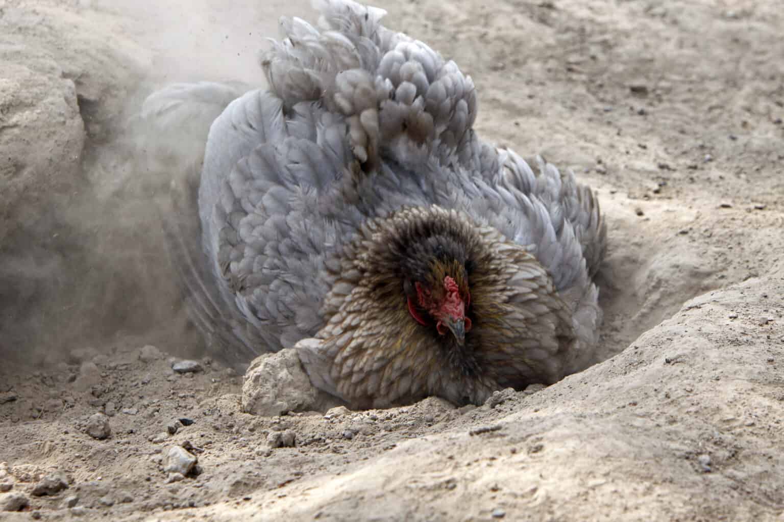 Sick Chicken Symptoms, Diseases & Treatments - Heritage Acres Market LLC
