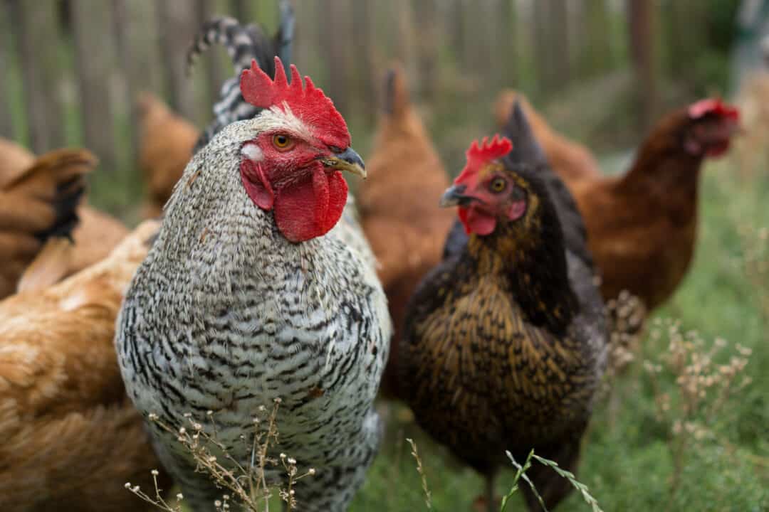 Minorca Chicken Breed: A Mediterranean Beauty - Heritage Acres Market LLC