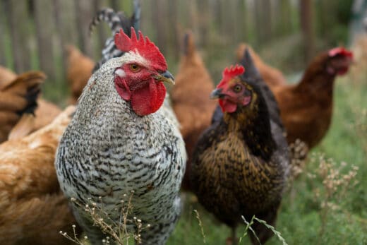 Dong Tao: Vietnamese Dragon Chickens - Heritage Acres Market LLC
